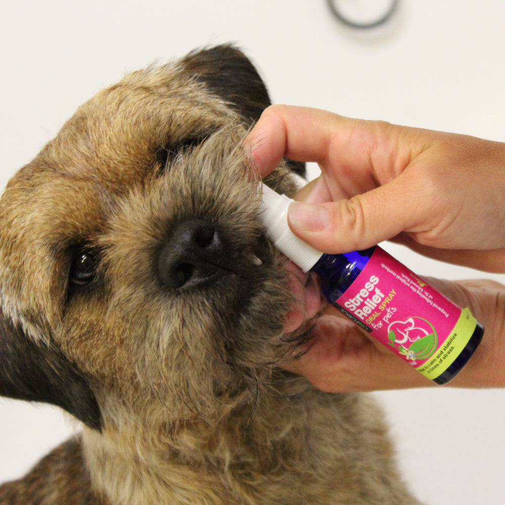 Stress Relief for Pets | LifeFORCE Pet Health